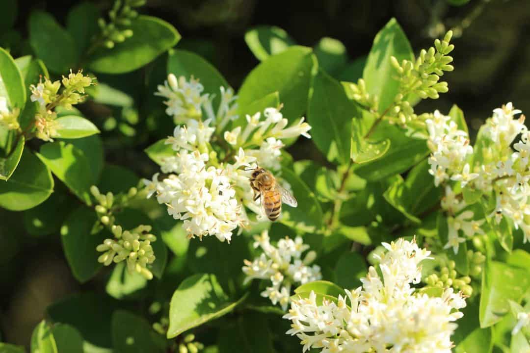 An Informative Introduction To Migratory Beekeeping