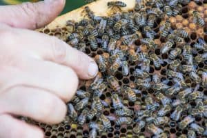 What Does a Queen Bee Look Like