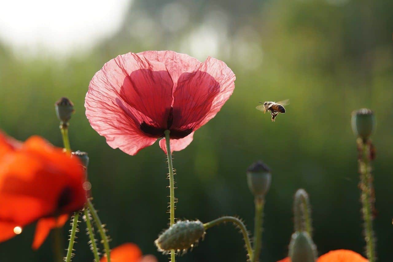 Do Bees Really Poop? – The "Bottom" Line