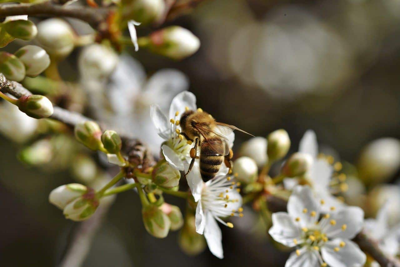 Legal or Illegal? The Truth About Destroying Beehives