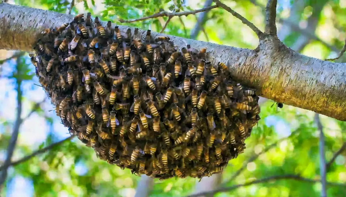This Is How You Keep A Captured Swarm From Absconding