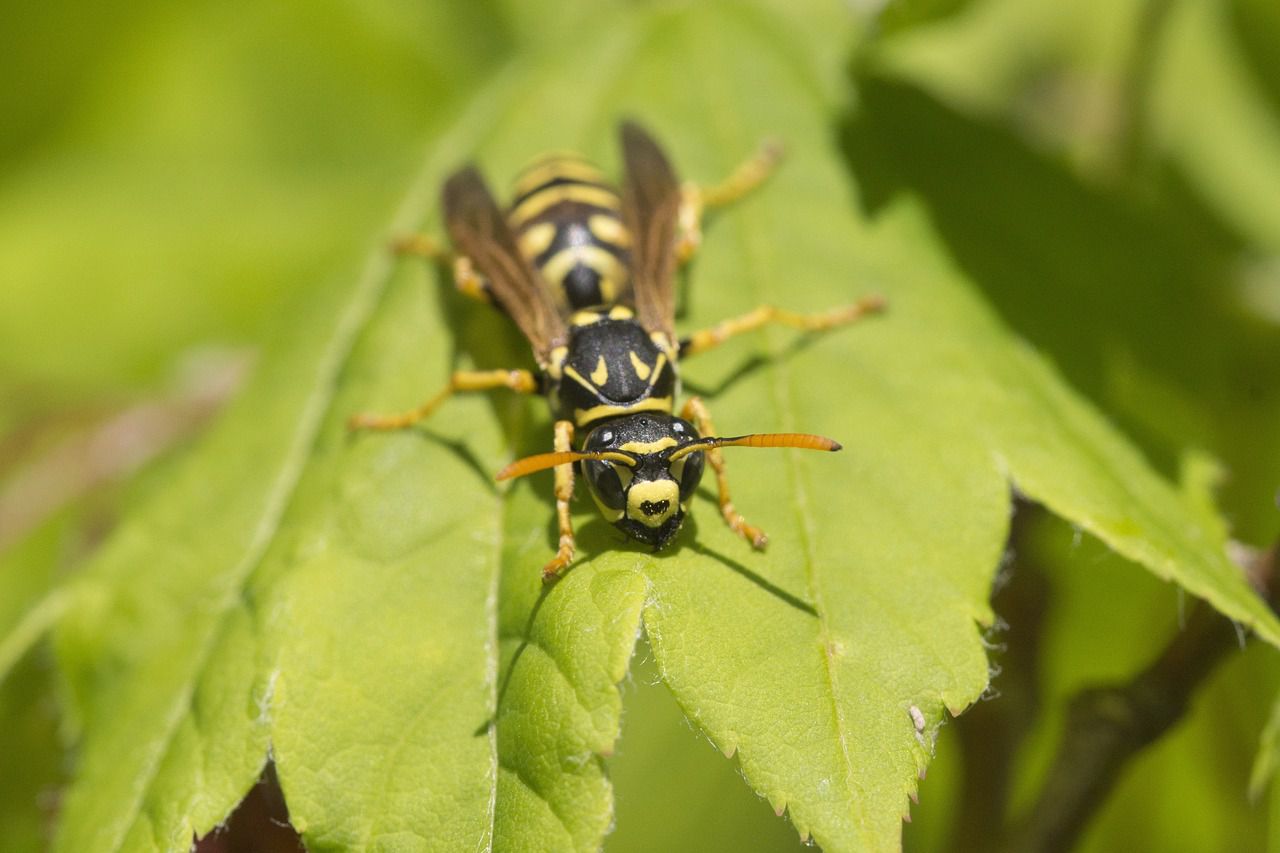 Do Yellow Jackets Make Honey - The Truth Revealed!