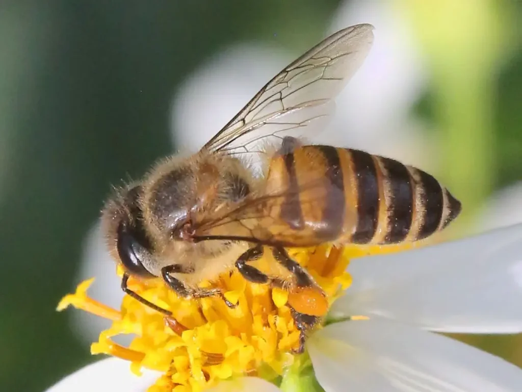 The Different Types Of Honey Bee Species