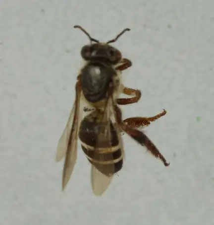 The Different Types Of Honey Bee Species