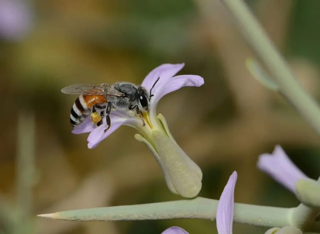 The Different Types Of Honey Bee Species