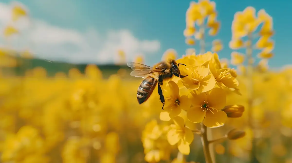 The Remarkable Relationship Between Honey Bees And Canola Crops