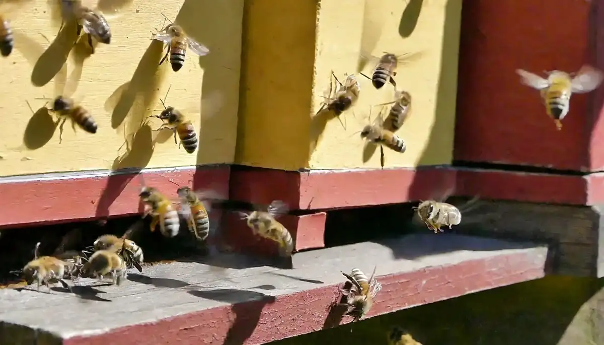 A Quick Look At How Many Bees Are Really In A Hive