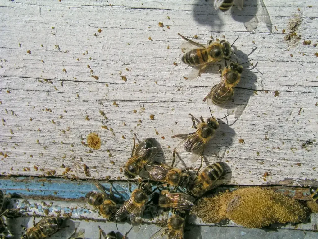 Do Bees Really Poop? The Fascinating Answer You Didn’t Expect!