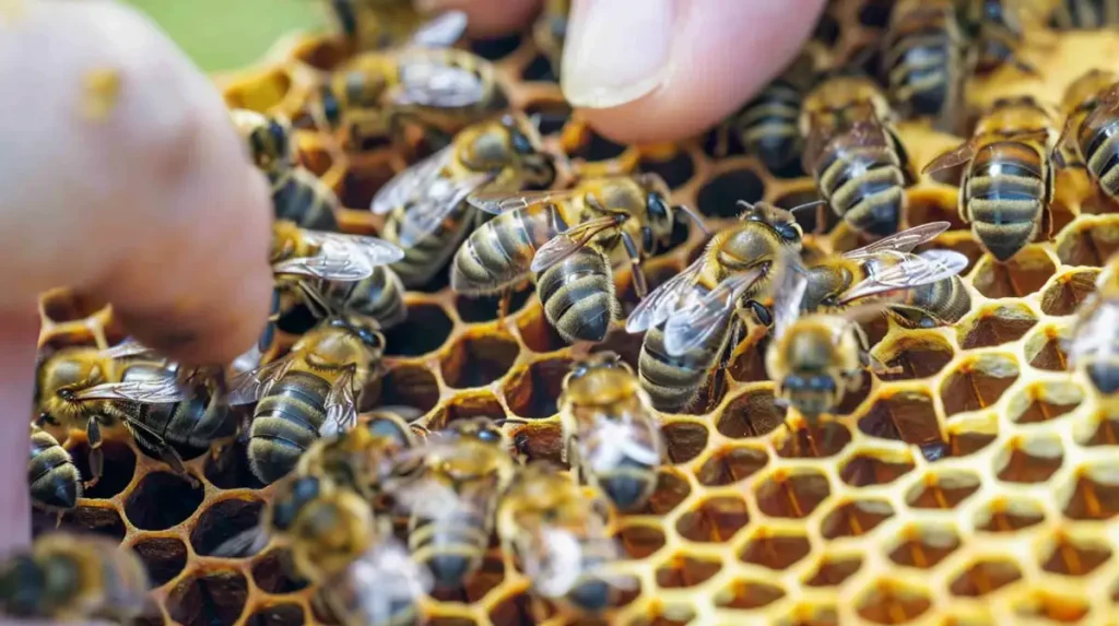 What You Need To Know About When Beekeeping Season Starts